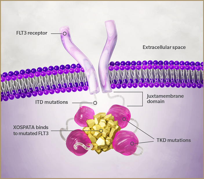 Xospata XOSPATA - WNW